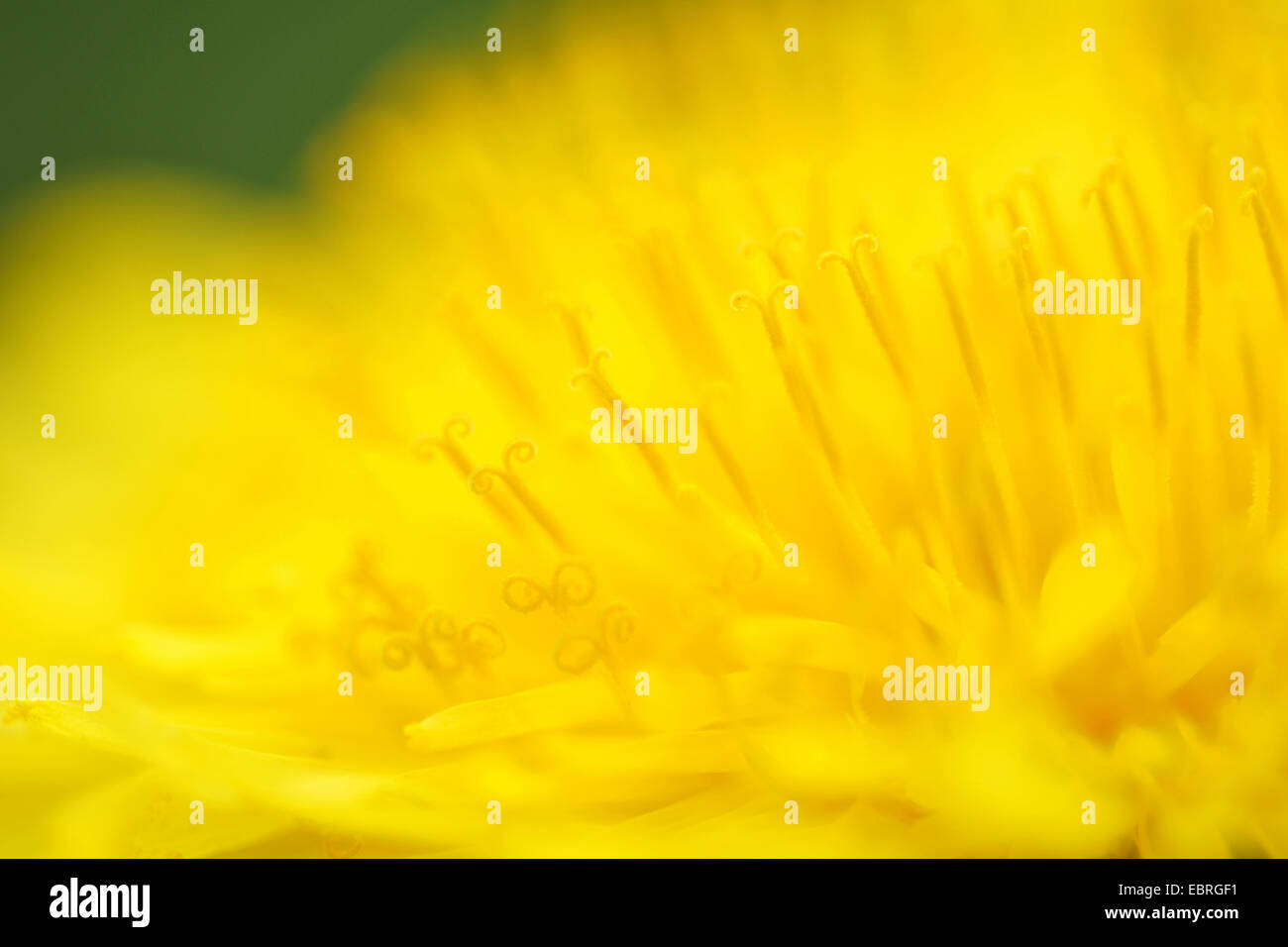 Ligulate flowers hi-res stock photography and images - Alamy