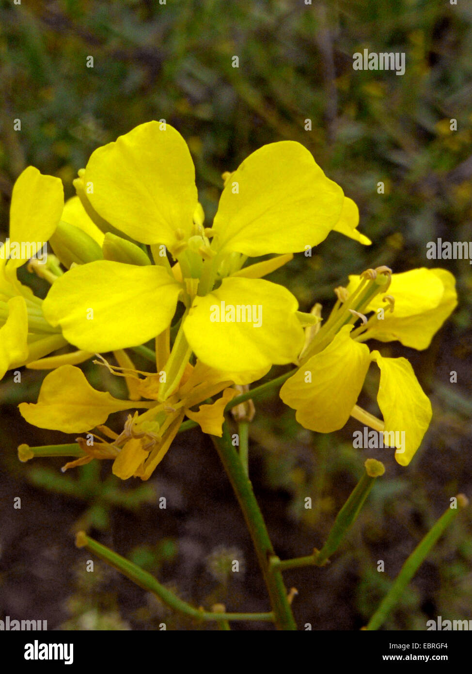 Charlock mustard hi-res stock photography and images - Alamy