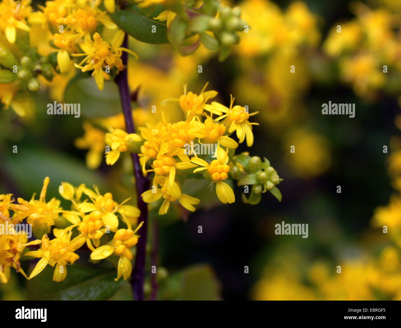 Blue stemmed goldenrod hi-res stock photography and images - Alamy