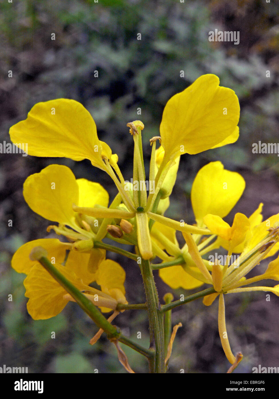 Charlock, Field mustard, Corn mustard (Sinapis arvensis), blooming ...
