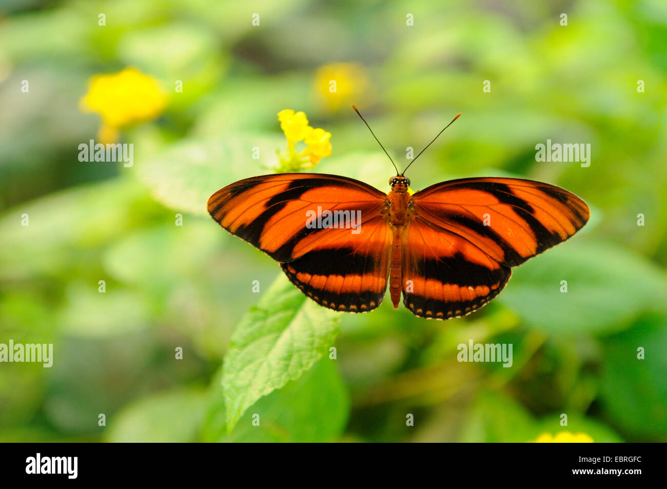 Orange tiger hi-res stock photography and images - Alamy