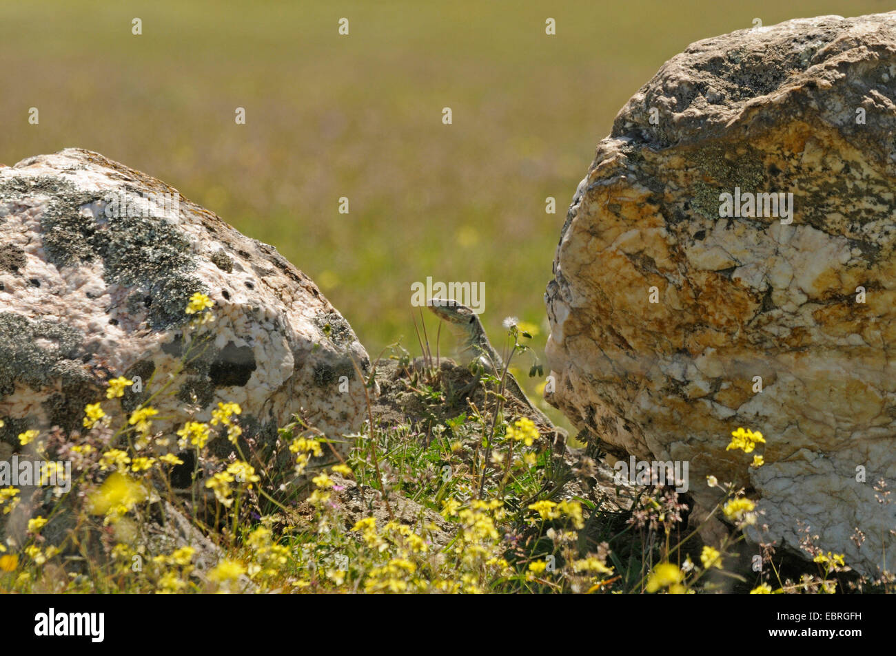 ocellated lizard, ocellated green lizard, eyed lizard, jewelled lizard ...