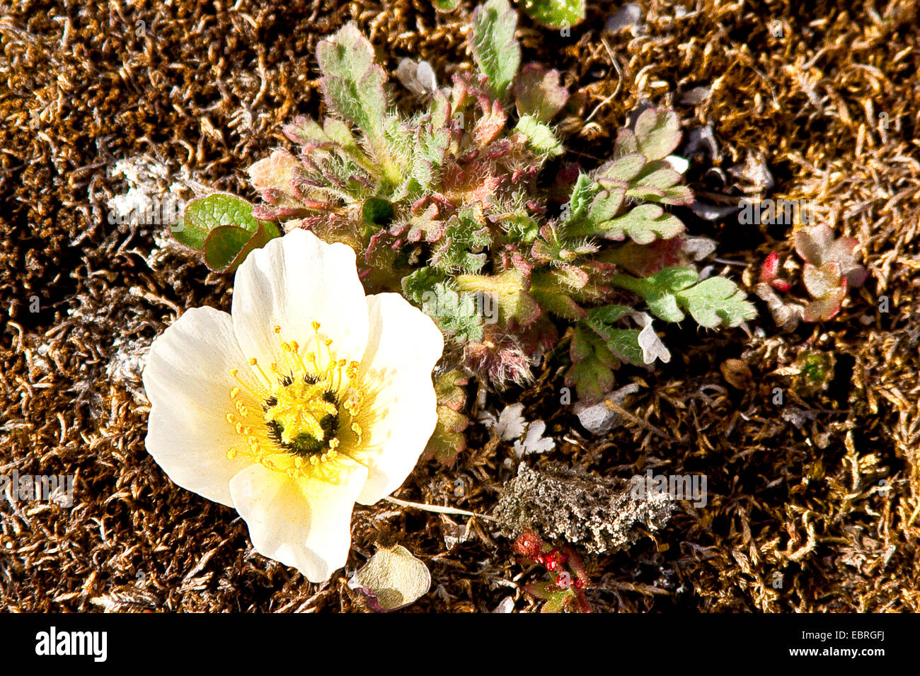 Svalbard Poppy (Papaver dahlianum), blooming, Norway, Svalbard Stock ...
