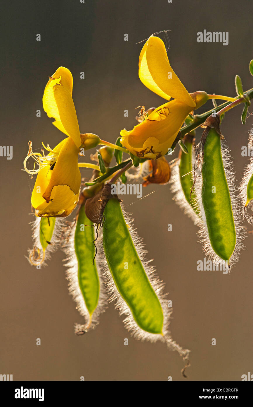 Scotch broom (Cytisus scoparius, Sarothamnus scoparius), flowers and ...