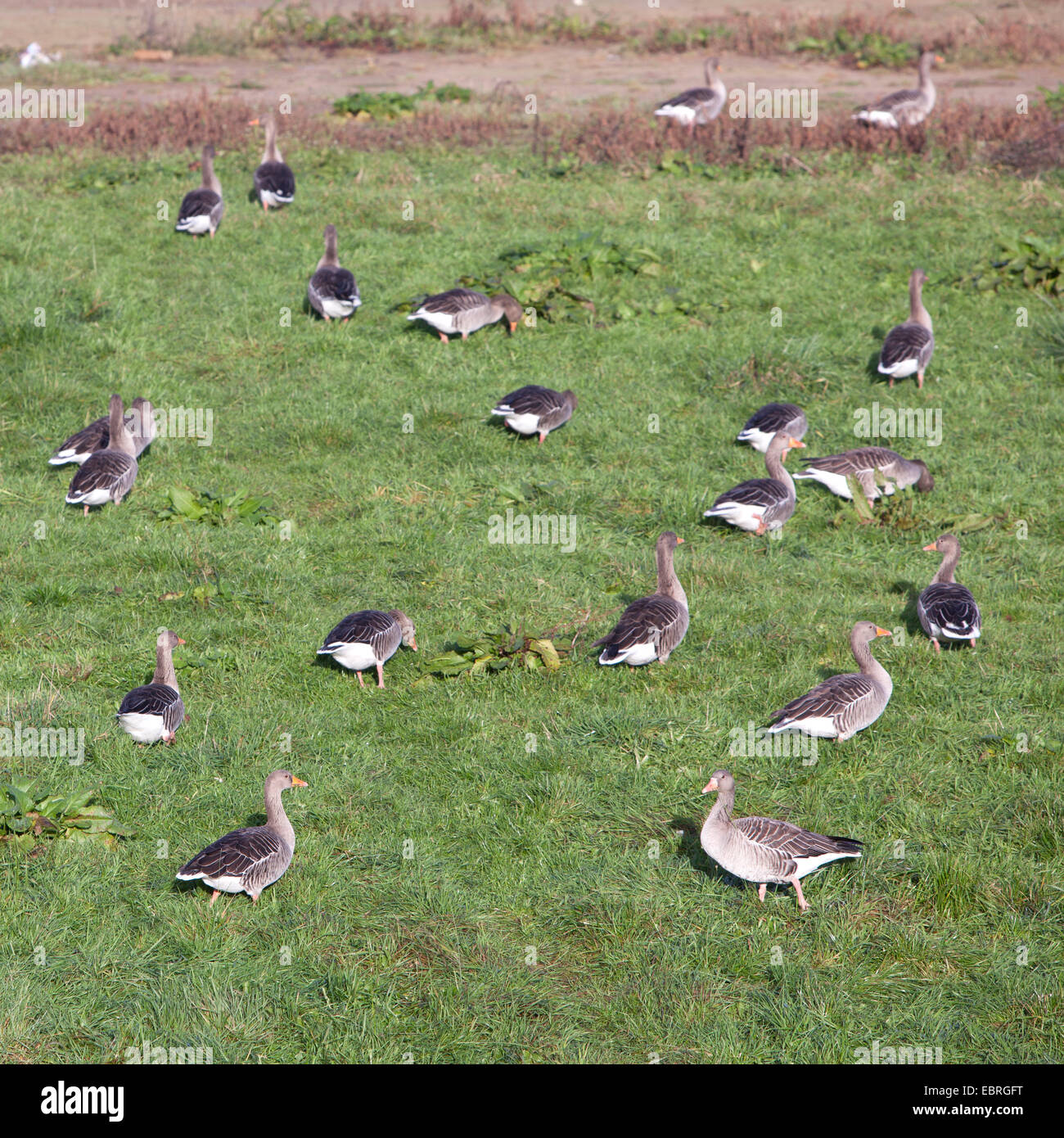 grazing geese in grass near dutch town of arnhem Stock Photo - Alamy