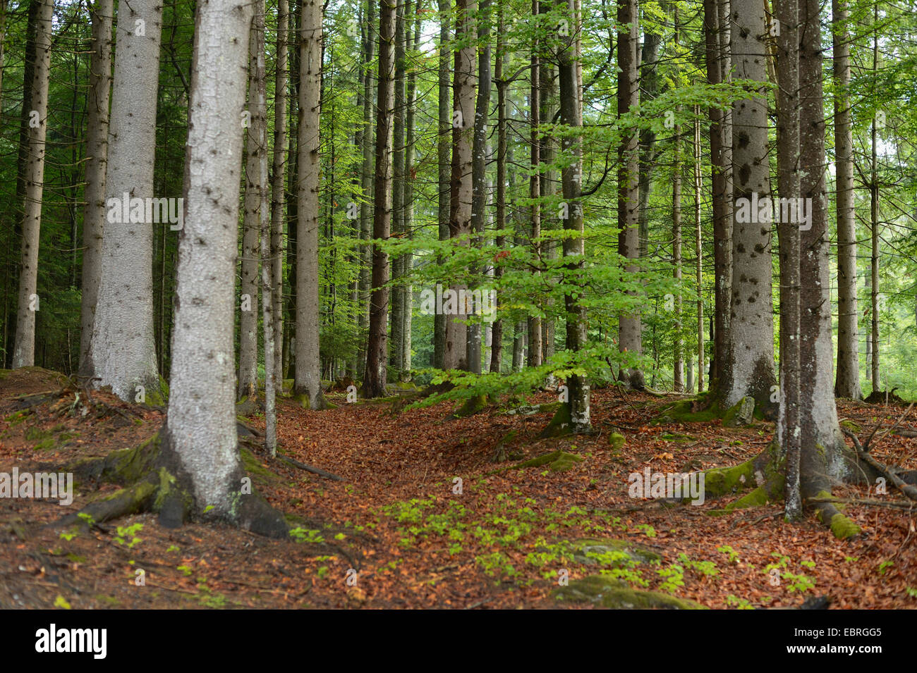 Norway spruce (Picea abies), spruce forest in early summer, Germany ...