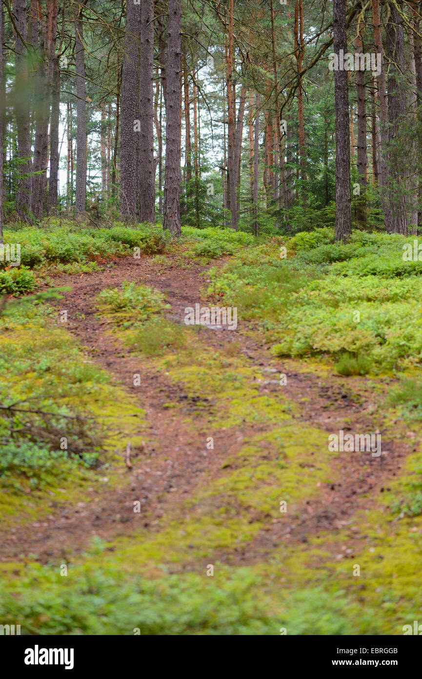 Forest way in summer in germany hi-res stock photography and images - Alamy