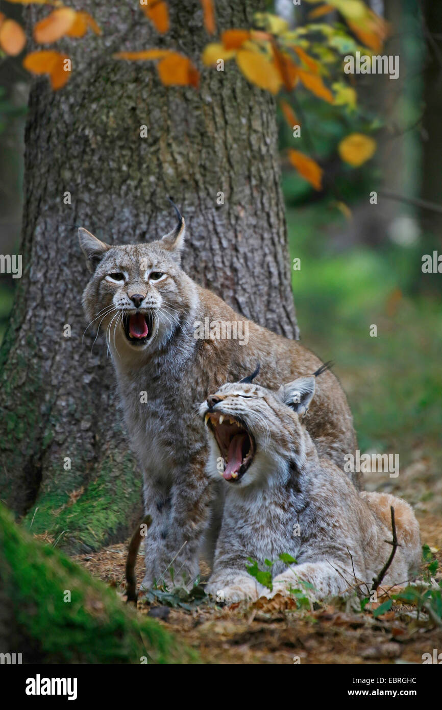 Eurasian lynx (Lynx lynx), Couple, Europe Stock Photo - Alamy