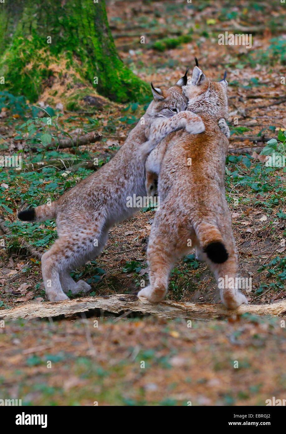 Eurasian lynx (Lynx lynx), pups playing in autumn, Europe Stock Photo ...