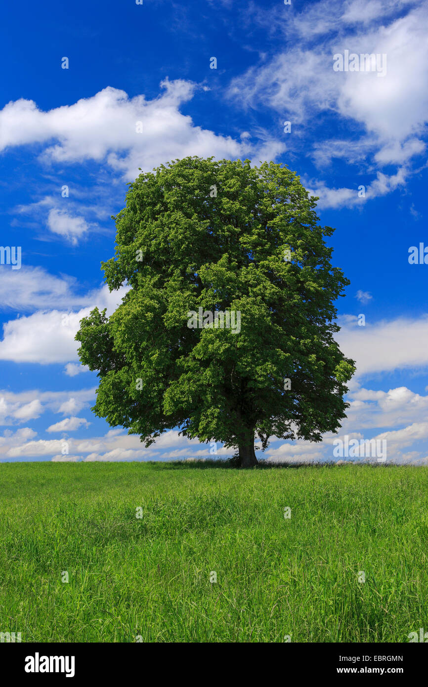 Beauty of lime trees hi-res stock photography and images - Alamy