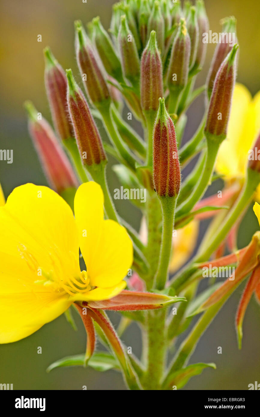 Large-Flowered Evening, Red-Sepaled Evening-Primrose, Large-Leaved ...