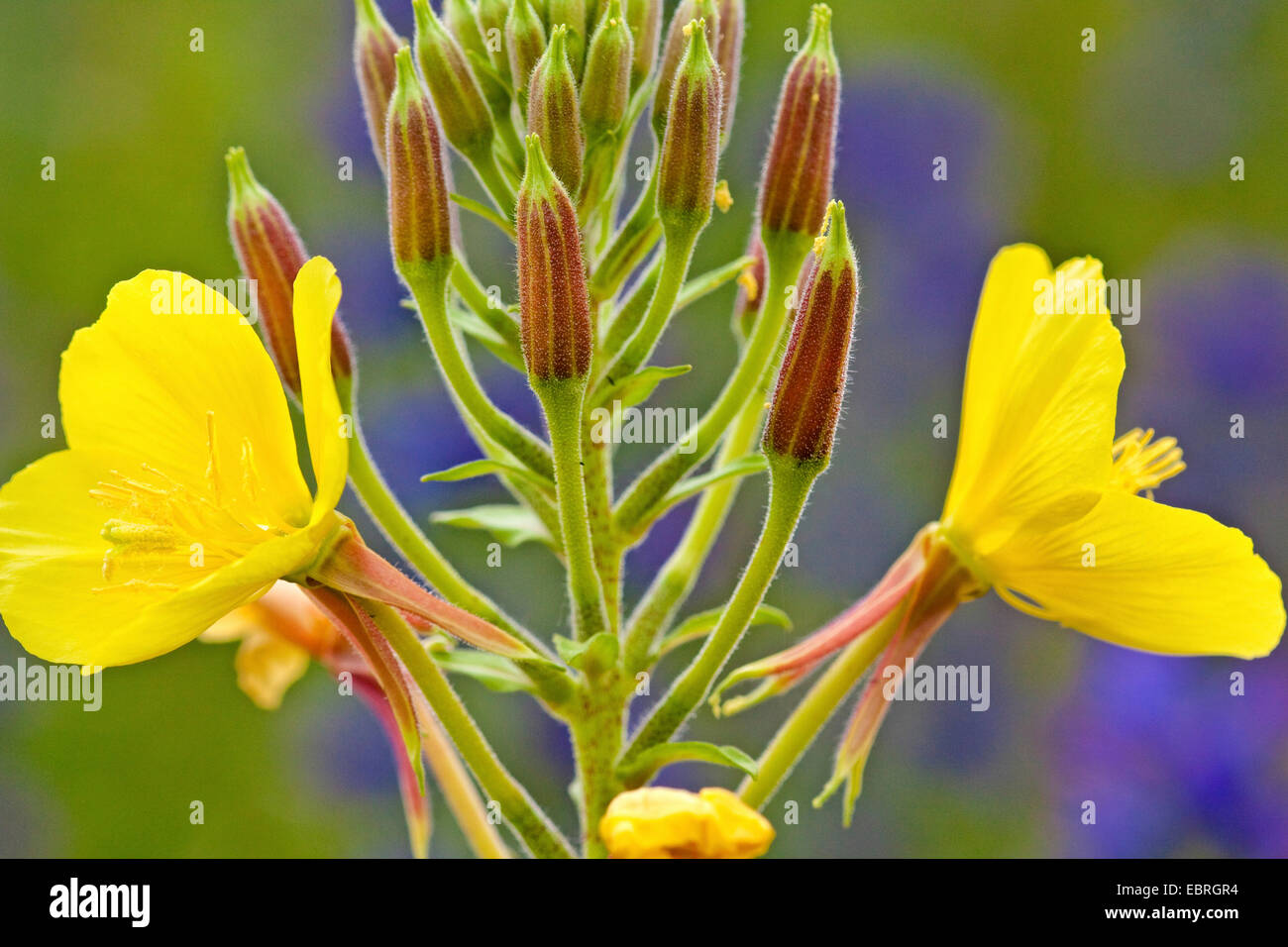 Large-Flowered Evening, Red-Sepaled Evening-Primrose, Large-Leaved ...