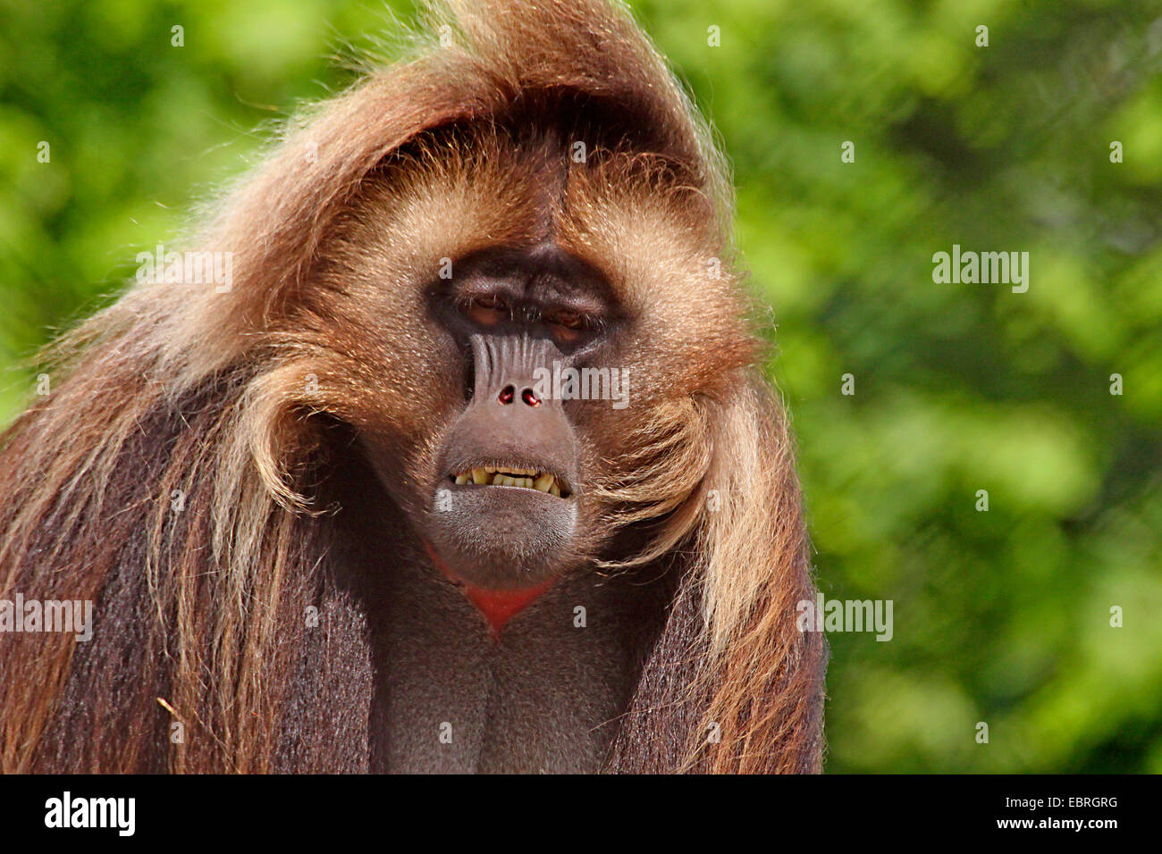 gelada, gelada baboons (Theropithecus gelada), portrait of a male ...