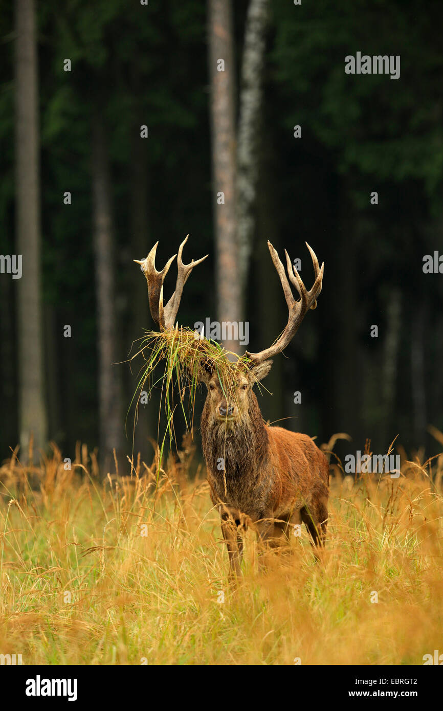 red deer (Cervus elaphus), stag with tussocks in the antlers, Germany ...
