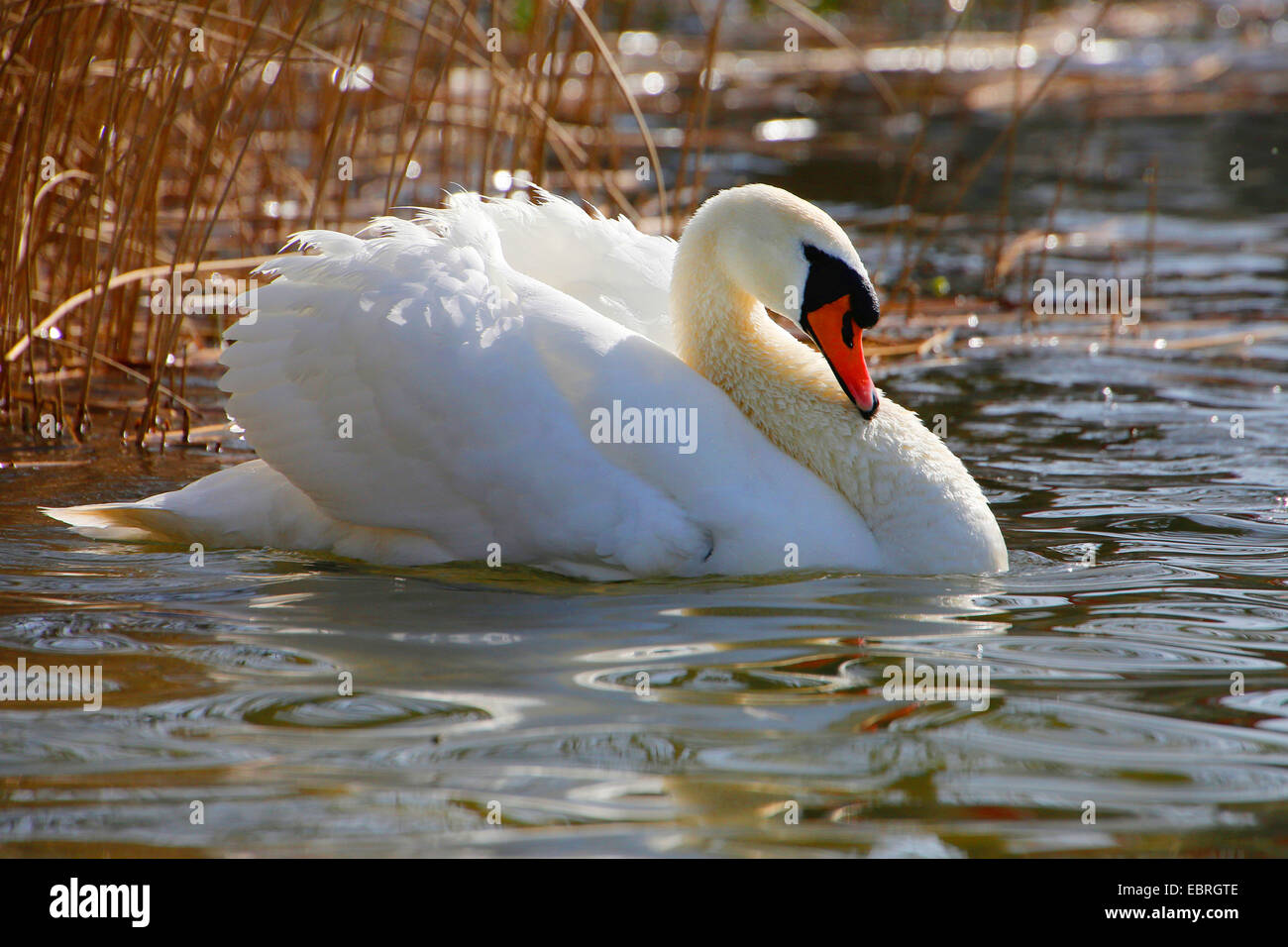 Swan behaviour hi-res stock photography and images - Alamy