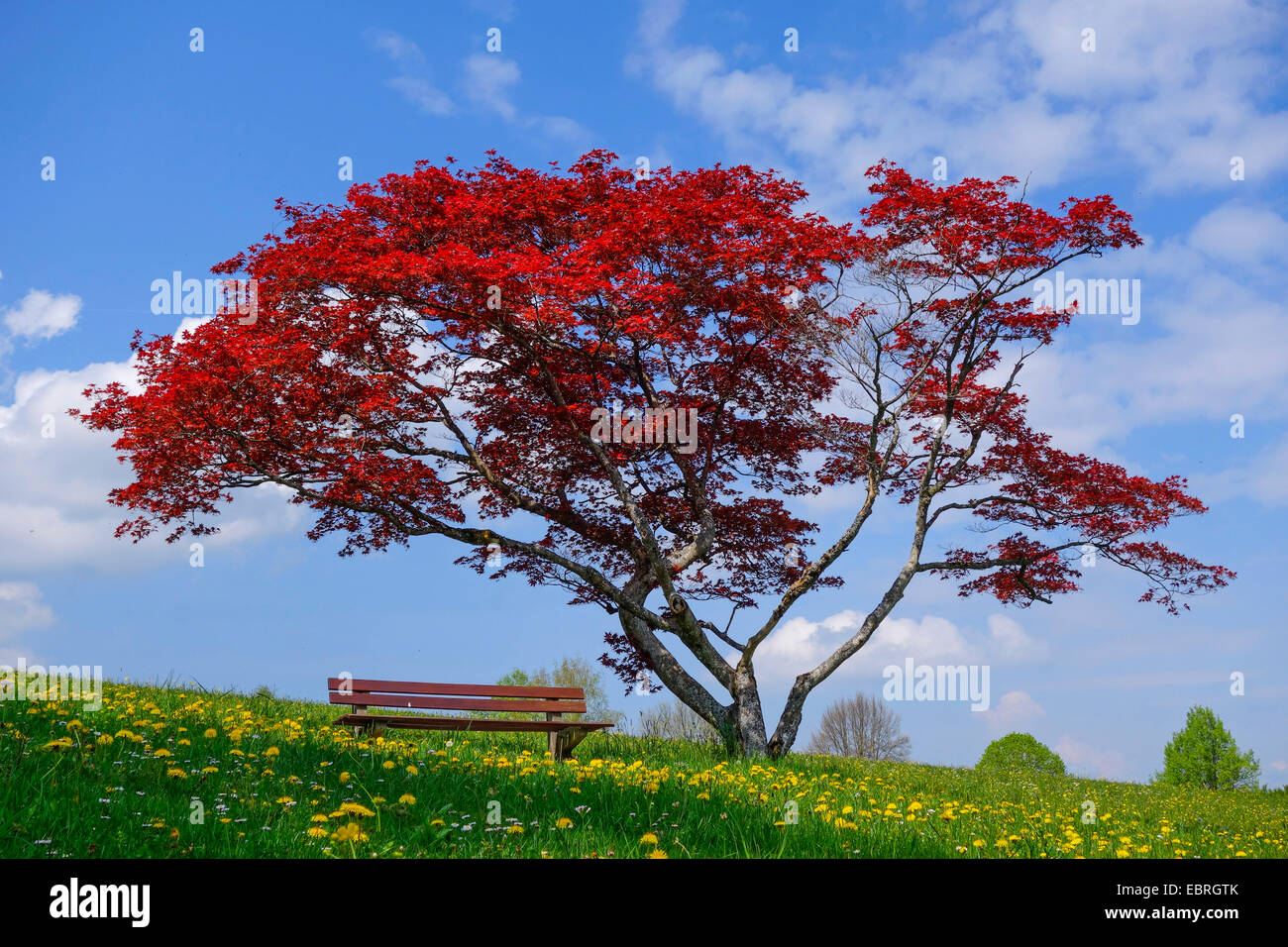 Red bench japanese garden hi-res stock photography and images - Alamy