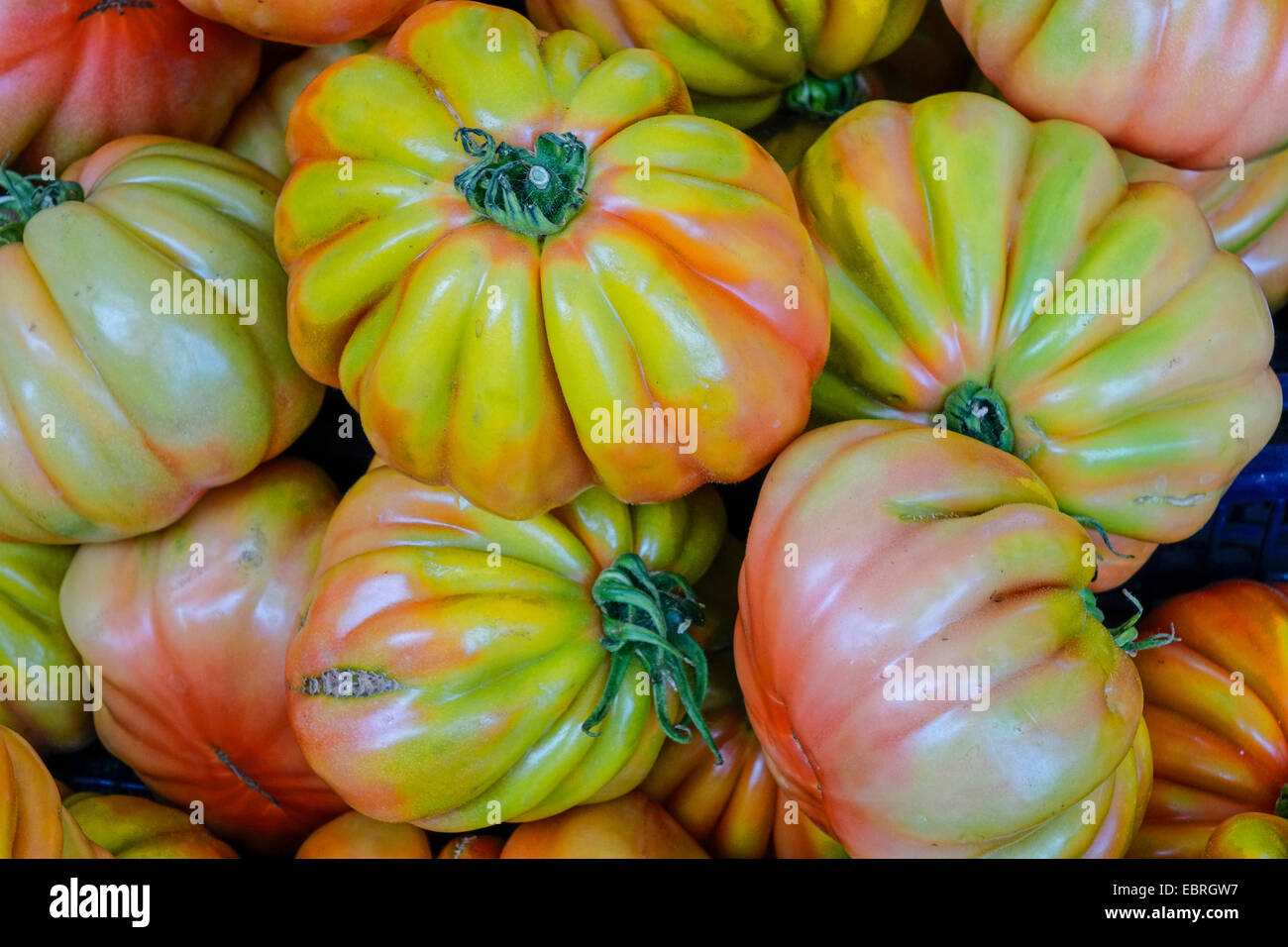 Lycopersicon esculentum cultivar hi-res stock photography and images ...