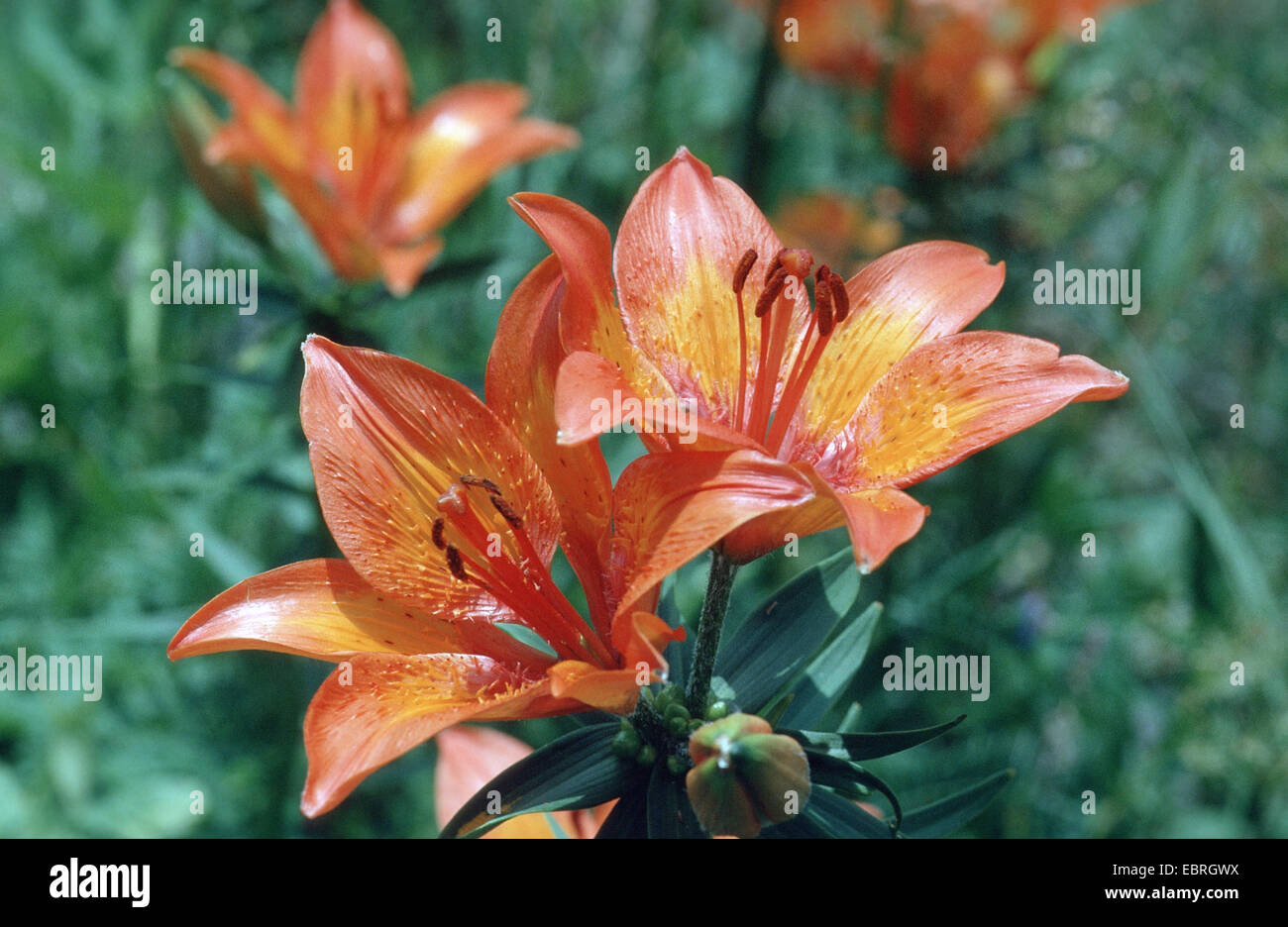 orange lily (Lilium bulbiferum), blooming Stock Photo - Alamy