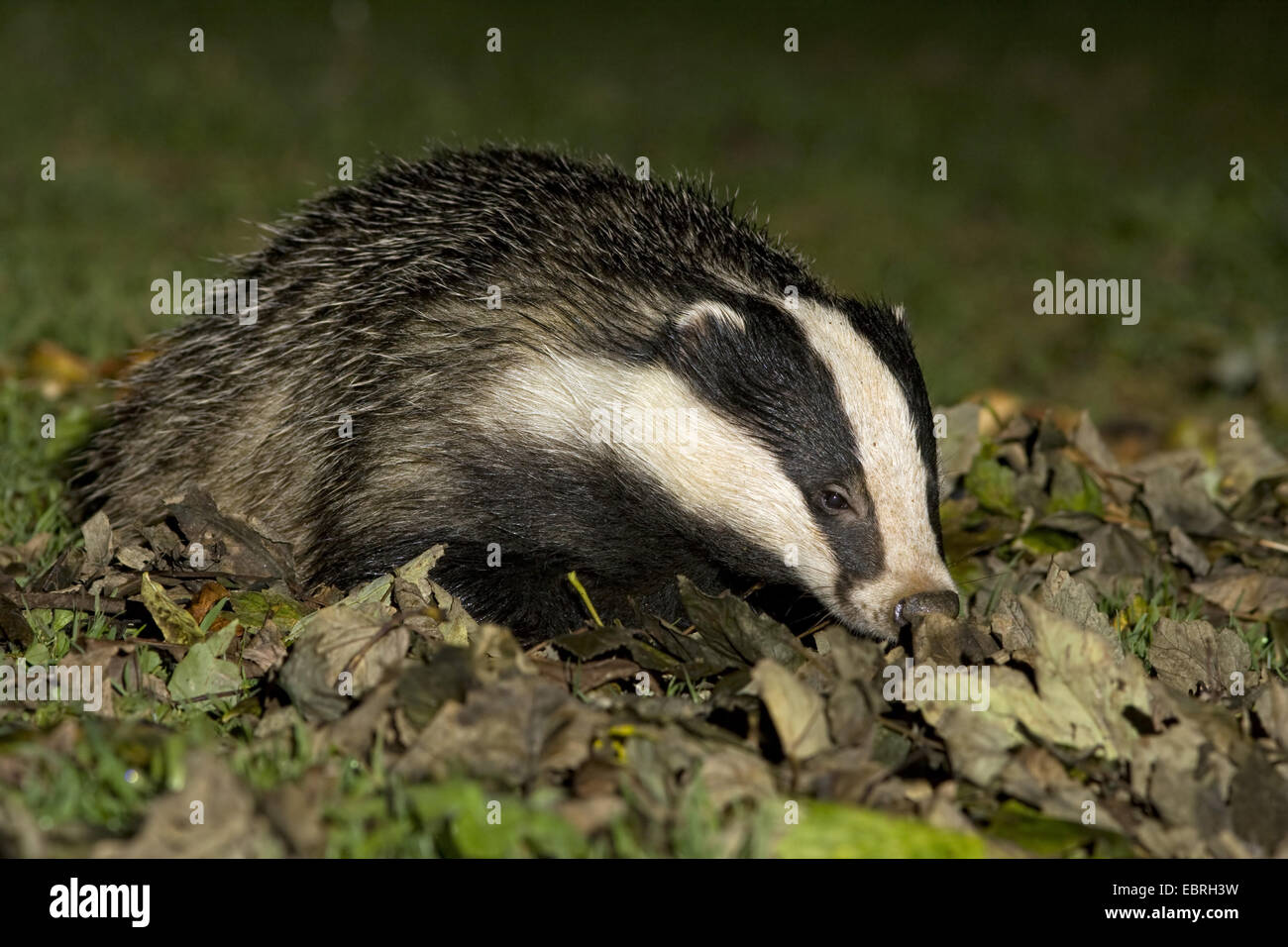 Badger night hi-res stock photography and images - Alamy