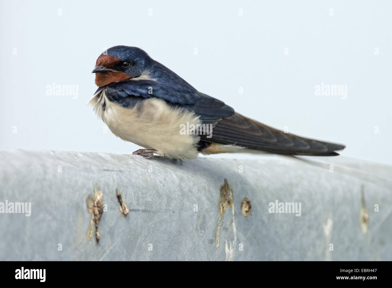 Safety fauna hi-res stock photography and images - Alamy