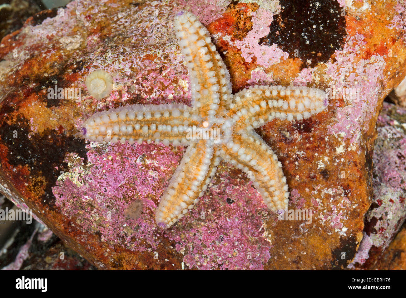 Spiny starfish, Spiny sea star, Sea star, Sea-star (Marthasterias ...