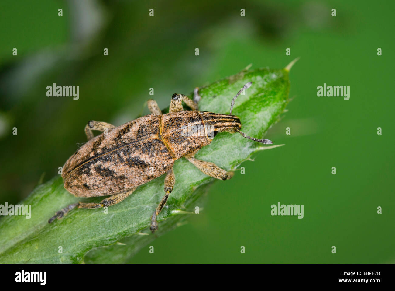 Sluggish weevil, Large Thistle Weevil (Cleonis pigra, Cleonis piger, Cleonus pigra, Cleonus ...