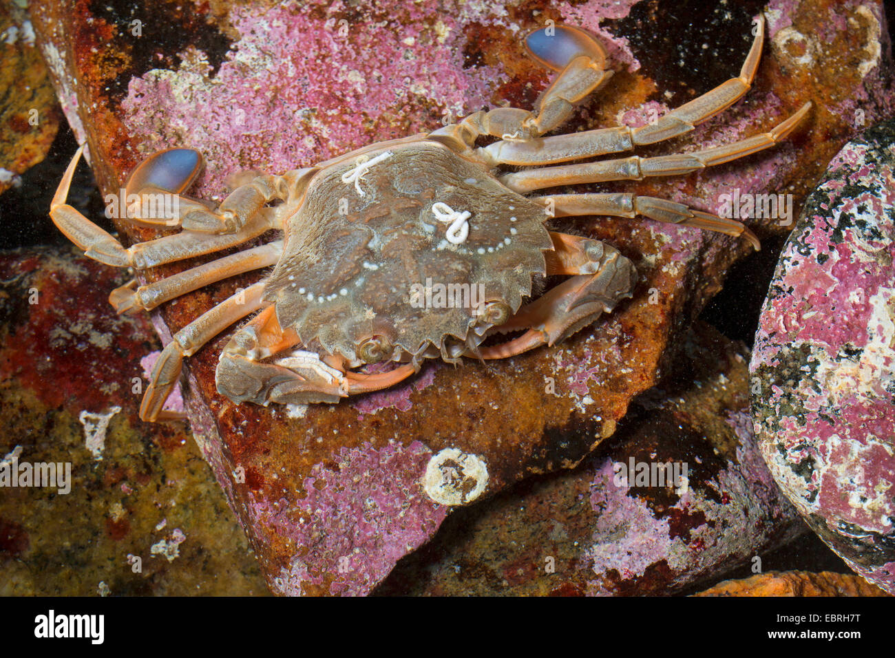 Harbour crab, Sandy swimming crab, Blue-leg swimming crab, Portunid ...