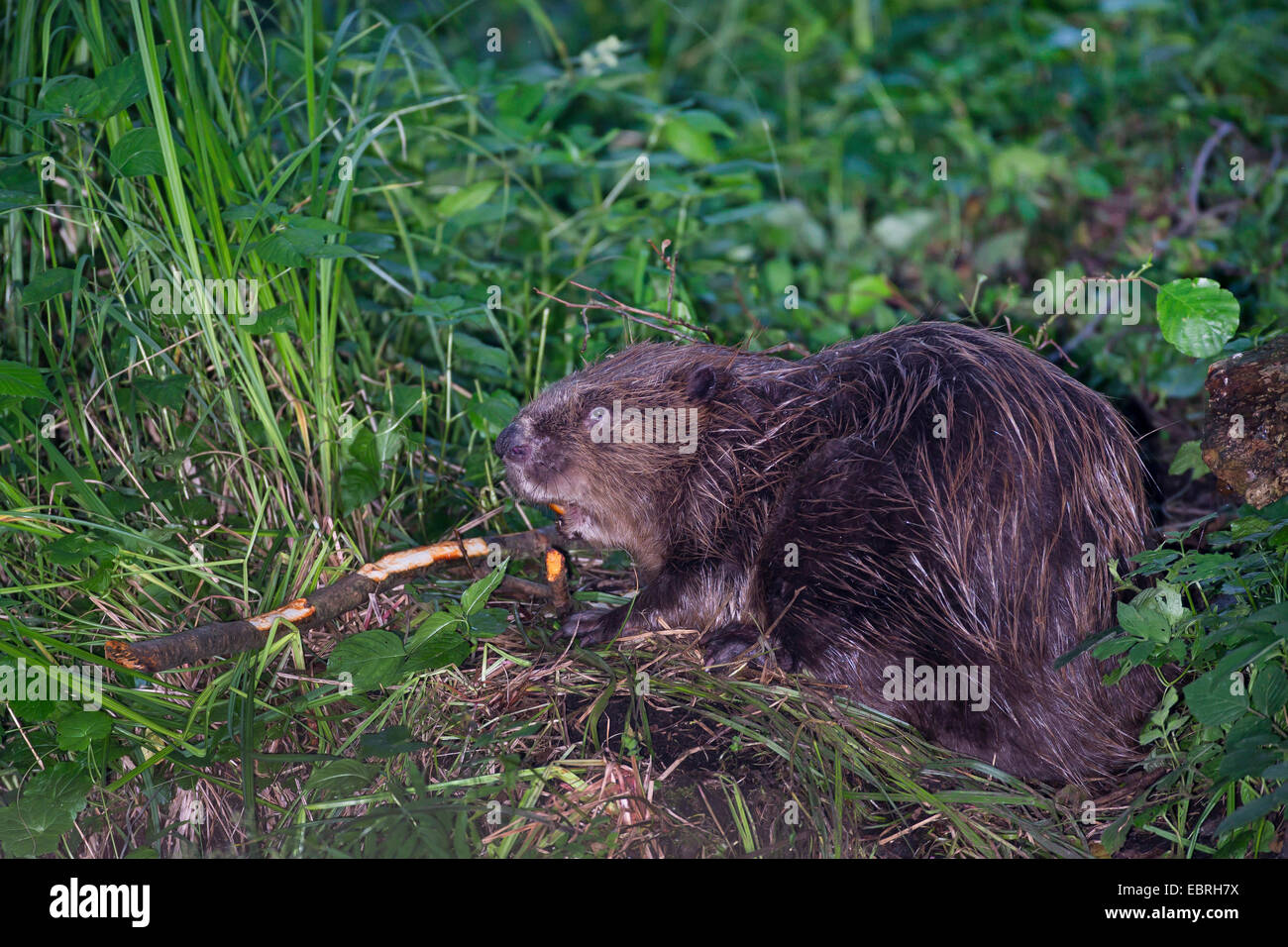 Eurasian beaver, European beaver (Castor fiber), sitting on a shore ...