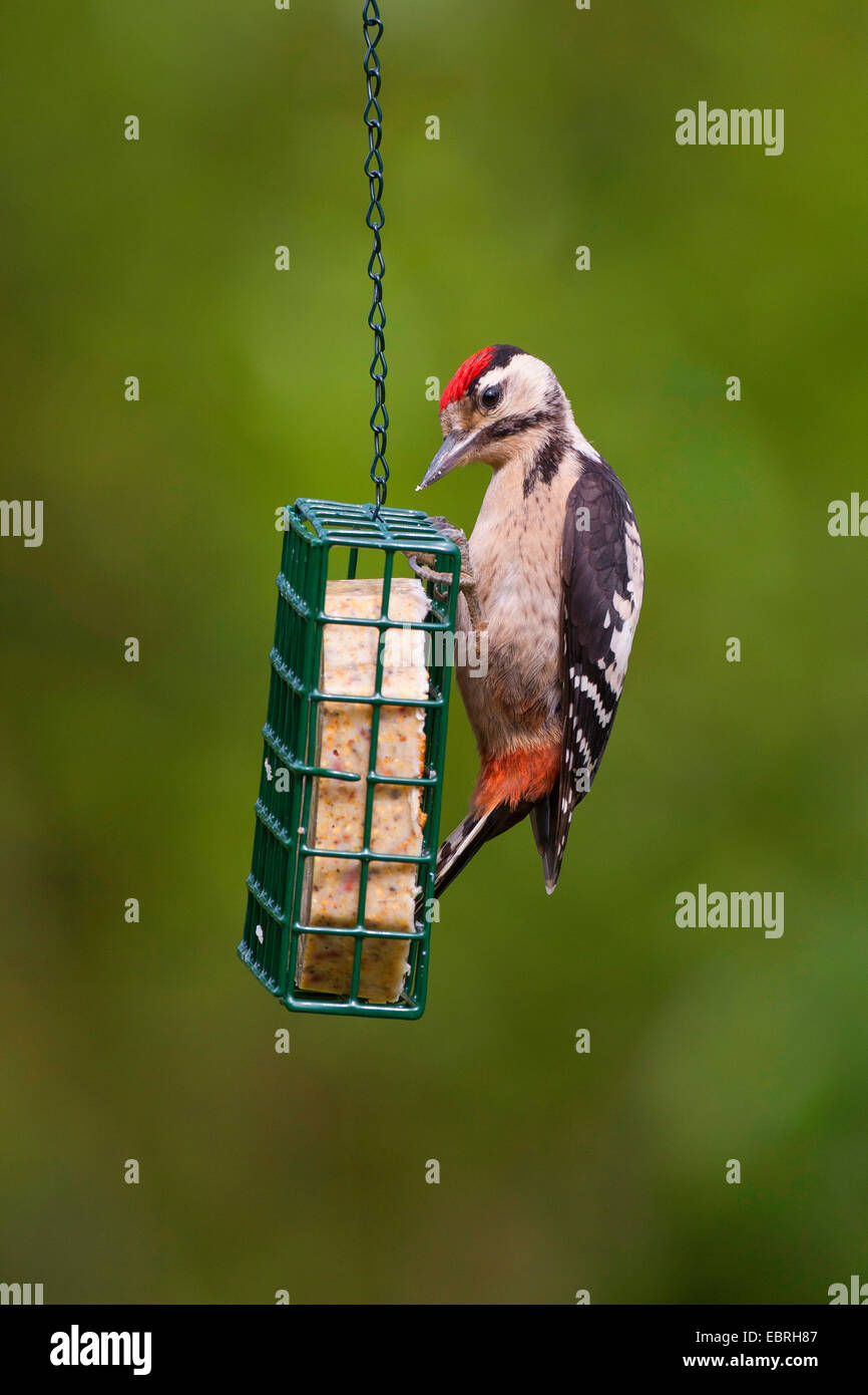 Fledgling great spotted woodpecker hi-res stock photography and images ...