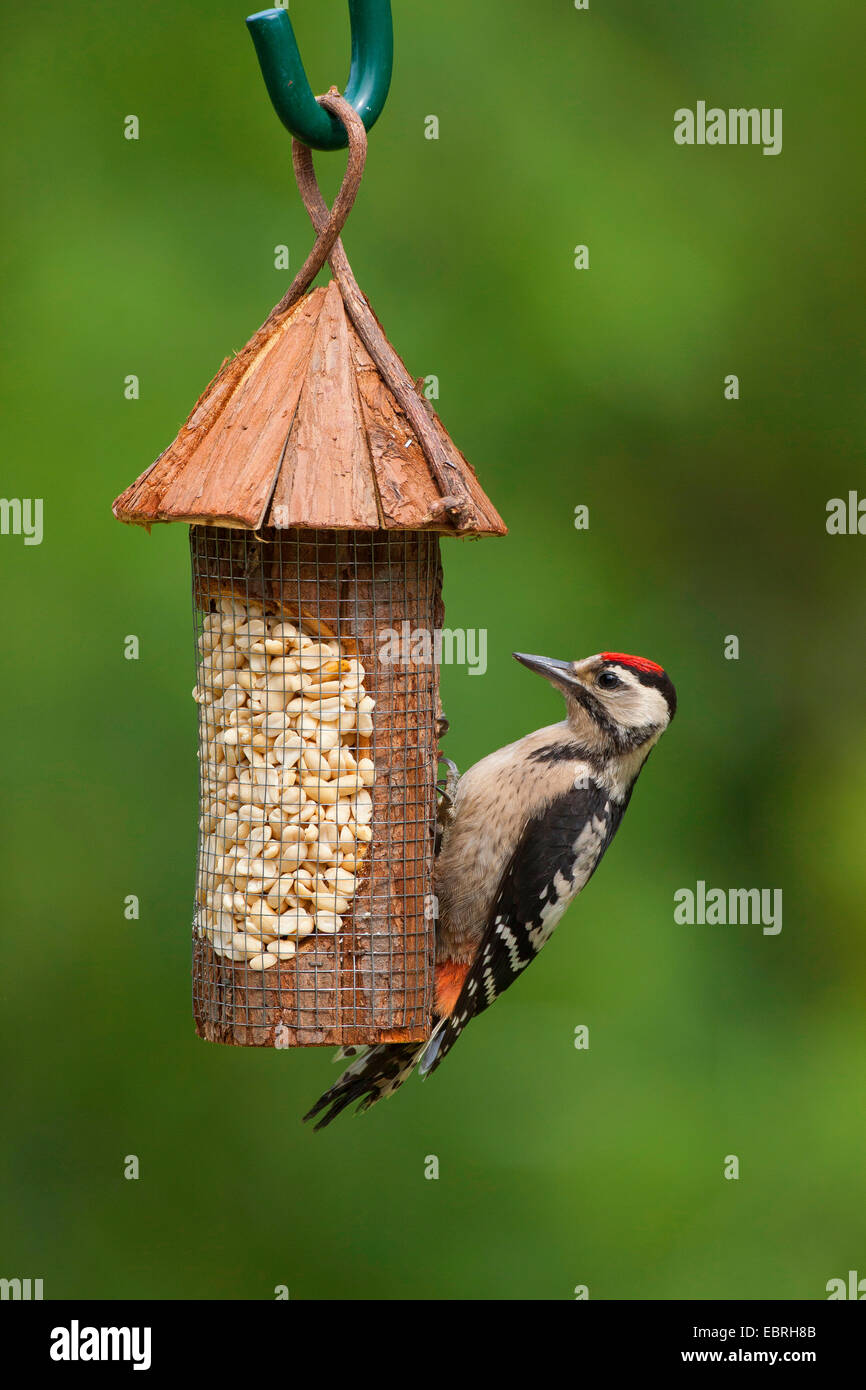 Great spotted woodpecker (Picoides major, Dendrocopos major), squeaker ...