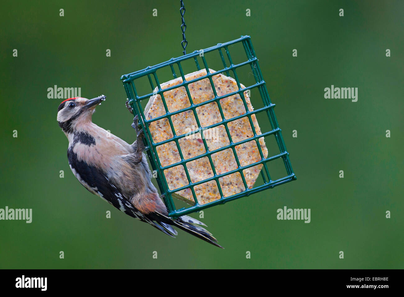 Fledgling great spotted woodpecker hi-res stock photography and images ...
