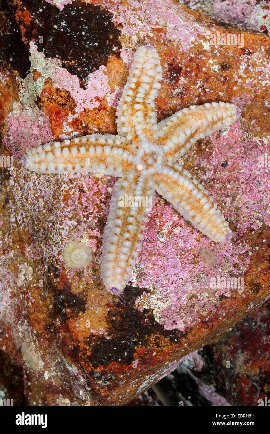 Spiny starfish, Spiny sea star, Sea star, Sea-star (Marthasterias ...
