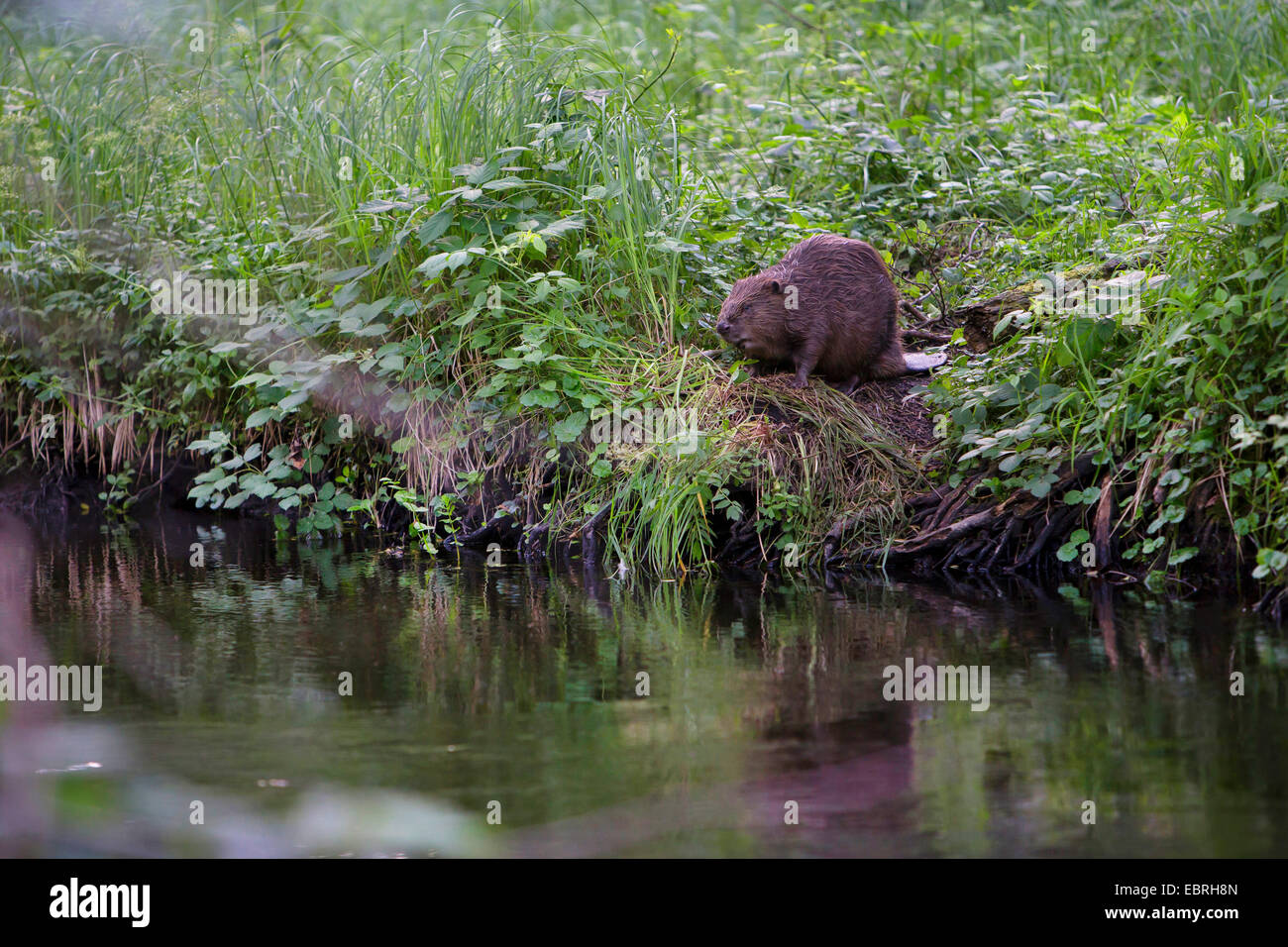 Eurasian beaver, European beaver (Castor fiber), sitting on a shore ...