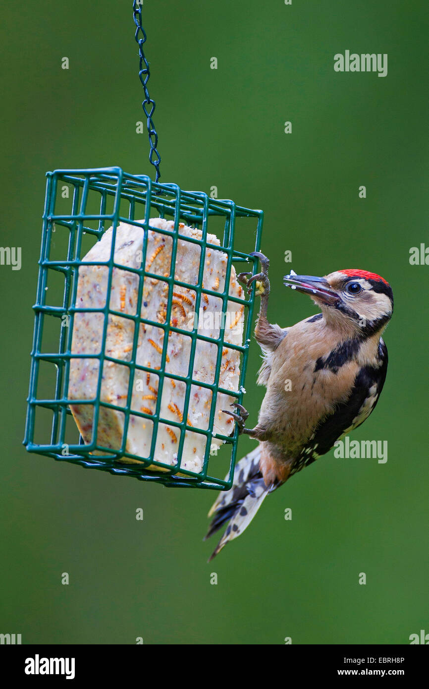 Fledgling great spotted woodpecker hi-res stock photography and images ...
