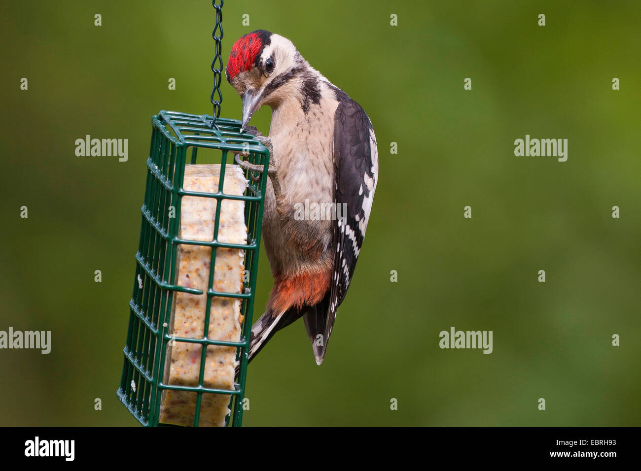 Great spotted woodpecker (Picoides major, Dendrocopos major), squeaker ...