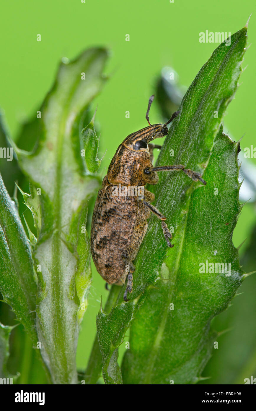 Cleonis hi-res stock photography and images - Alamy