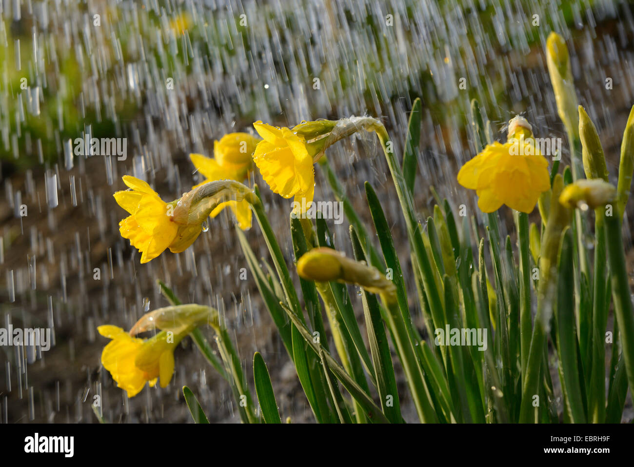 Daffodils in spring rain hi-res stock photography and images - Alamy