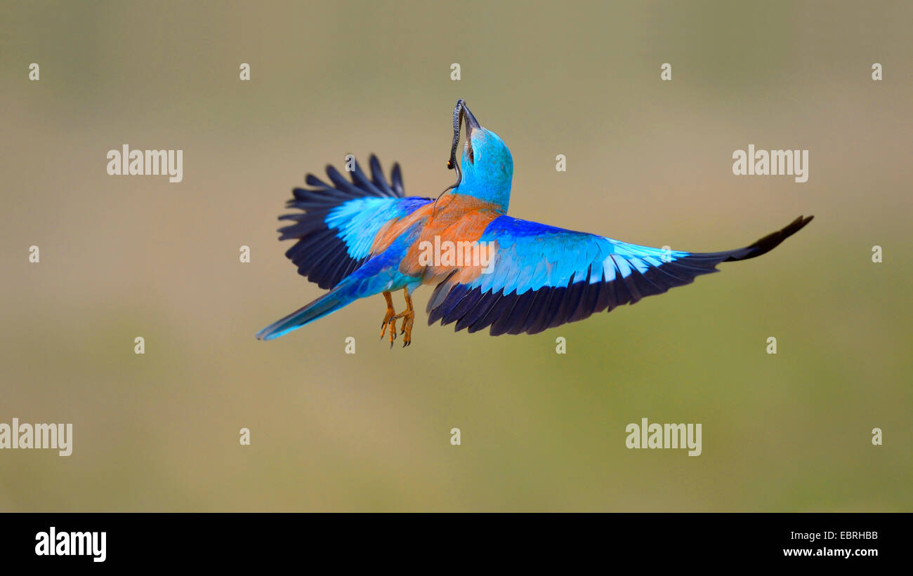 European roller (Coracias garrulus), in flight with grass snake in its ...