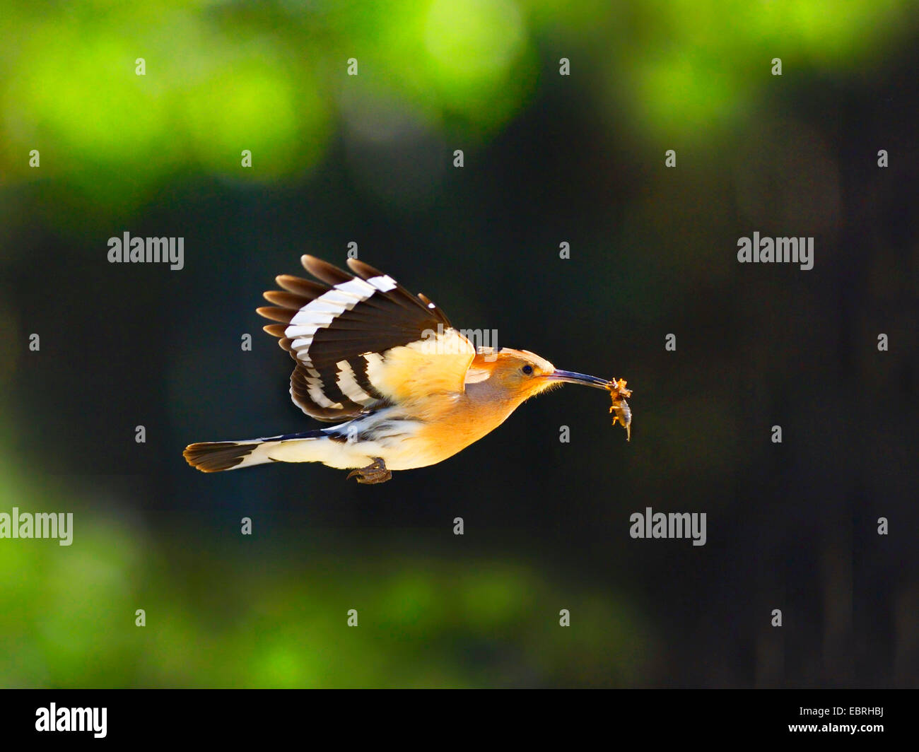 hoopoe (Upupa epops), flying in backlight with prey in the bill ...