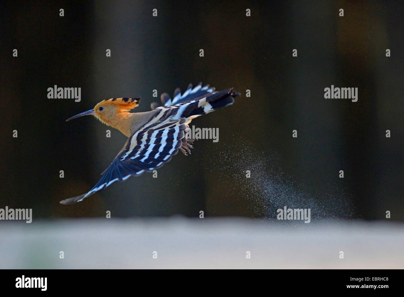 hoopoe (Upupa epops), flying in backlight , Hungary Stock Photo - Alamy