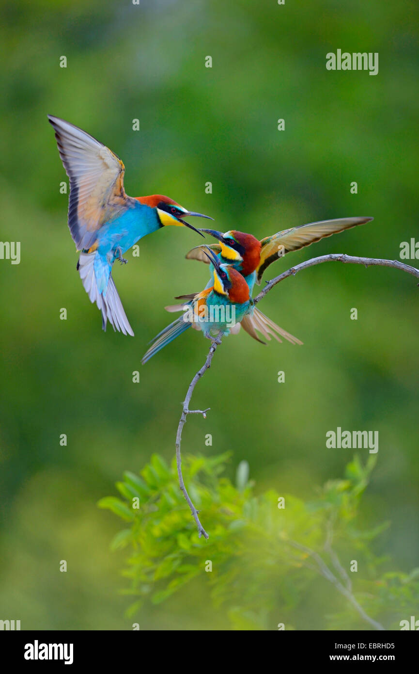 European bee eater (Merops apiaster), defence of territory, Hungary ...