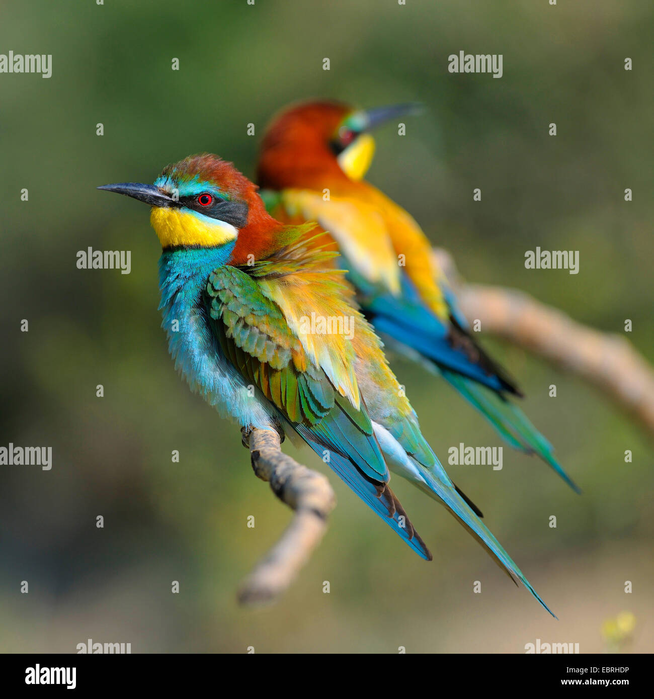 Selective breeding hi-res stock photography and images - Alamy