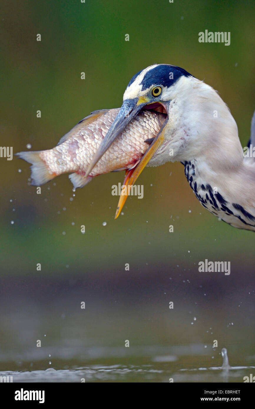 grey heron (Ardea cinerea), gulping a fish, Hungary Stock Photo - Alamy