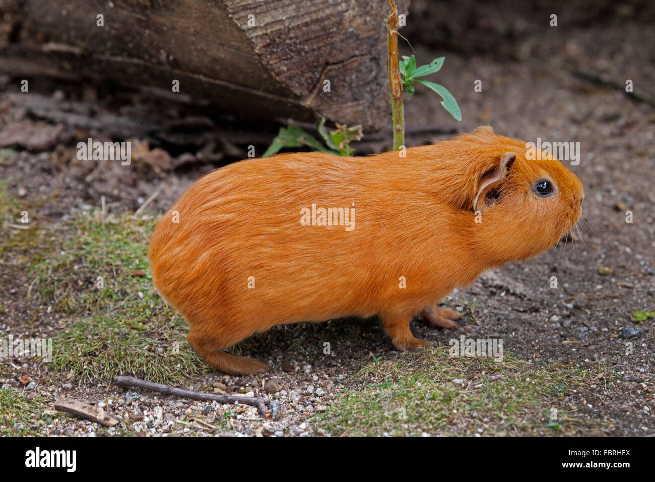 Domestic Guinea pig (Cavia aperea f. porcellus, Cavia porcellus), in ...