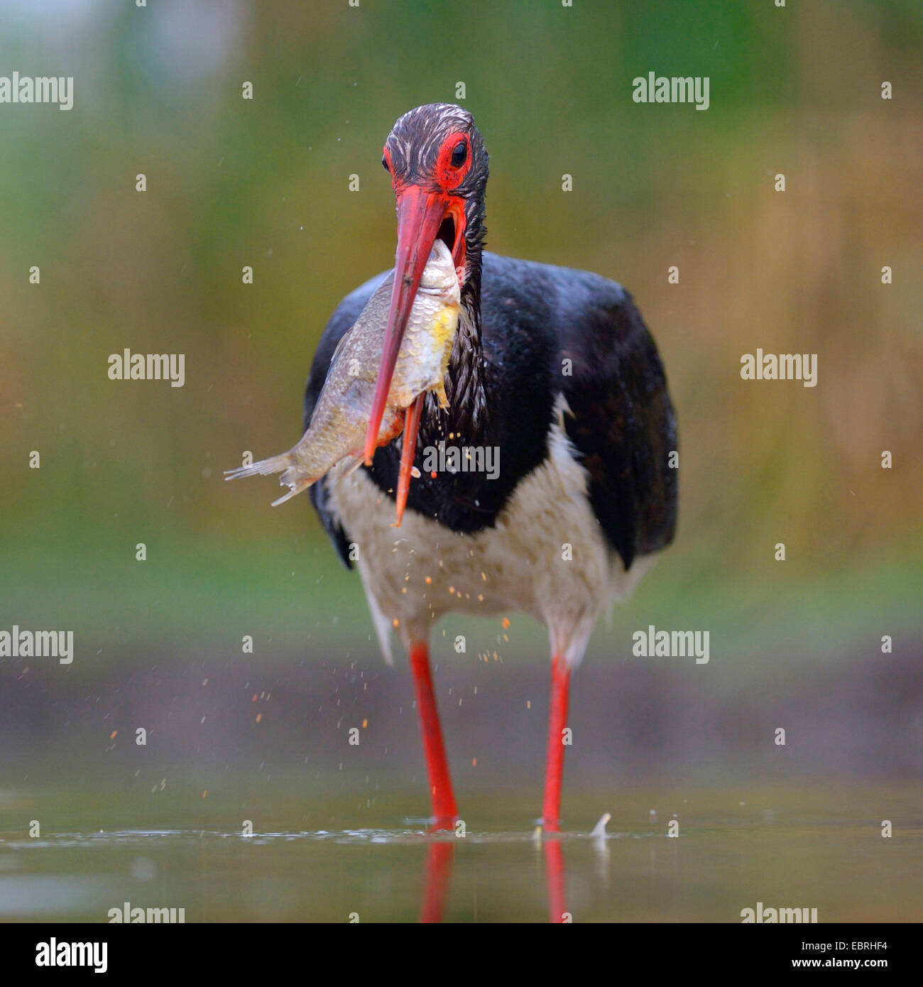 black stork (Ciconia nigra), with caught fish in the bill, Hungary ...