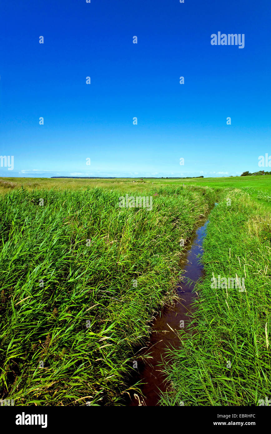 reed grass, common reed (Phragmites communis, Phragmites australis ...