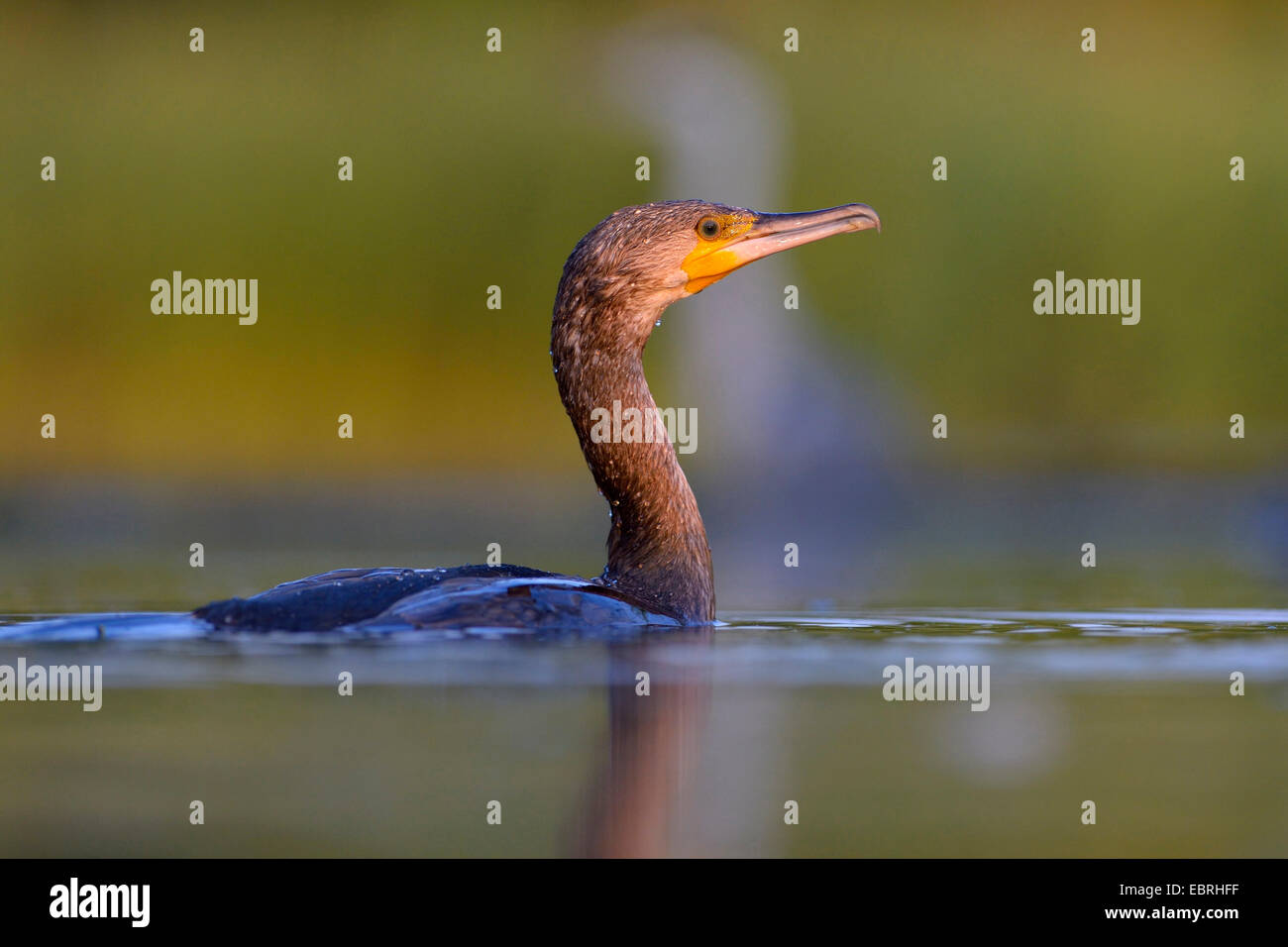 great cormorant (Phalacrocorax carbo), on the feed in morning light ...