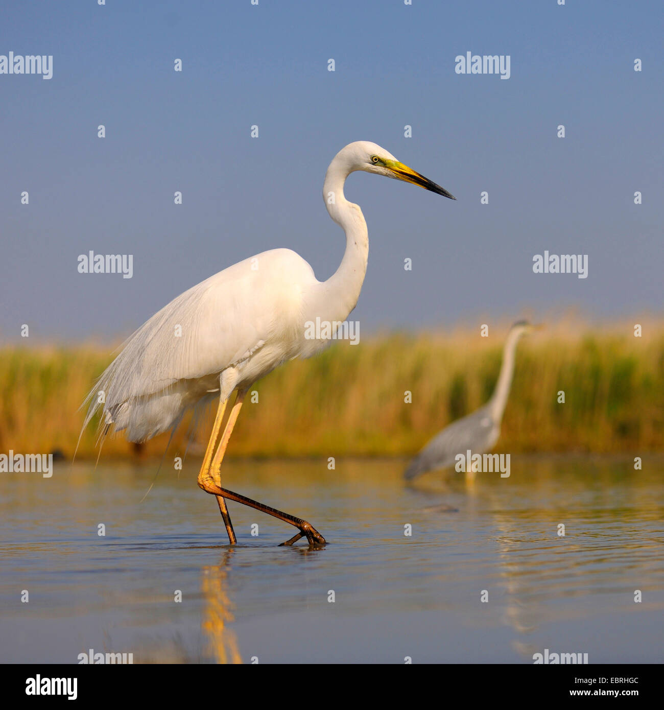 great egret, Great White Egret (Egretta alba, Casmerodius albus, Ardea ...