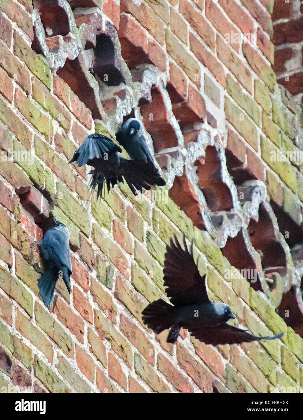jackdaw (Corvus monedula), jackdaws nesting at the facade of a steeple ...