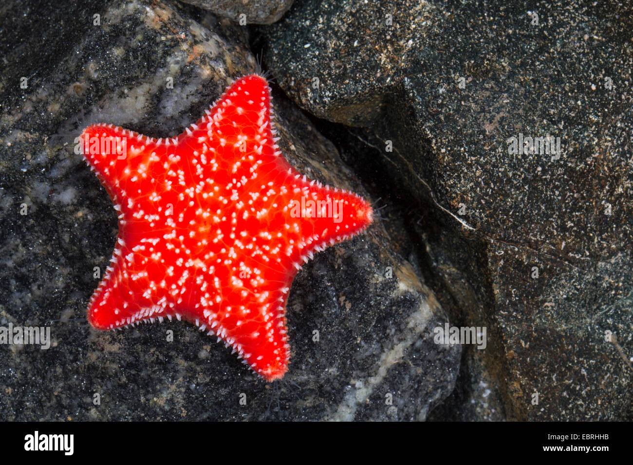 Oreasteridae hi-res stock photography and images - Alamy